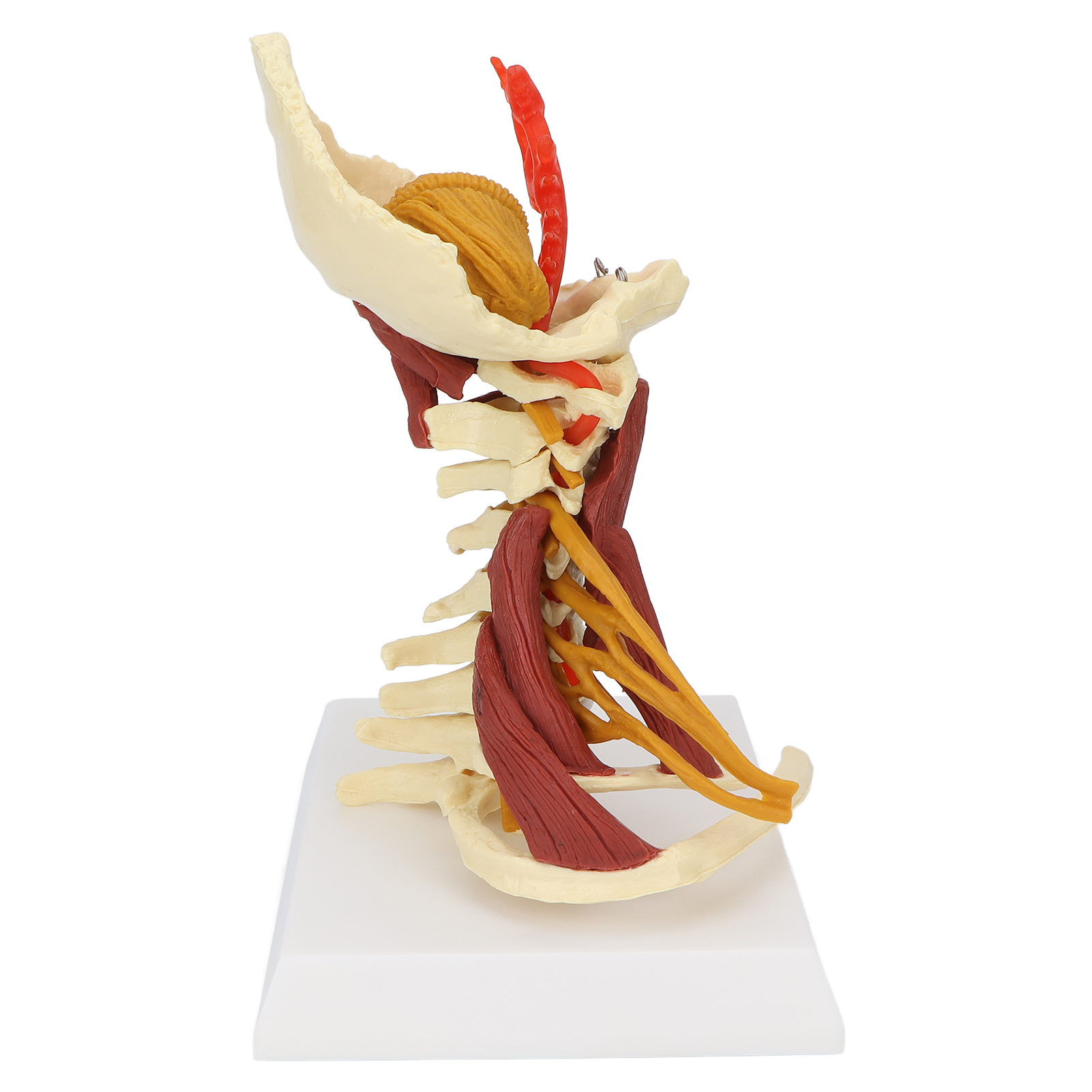 Modelo anatómico, modelo de columna cervical modelo de vértebras ...