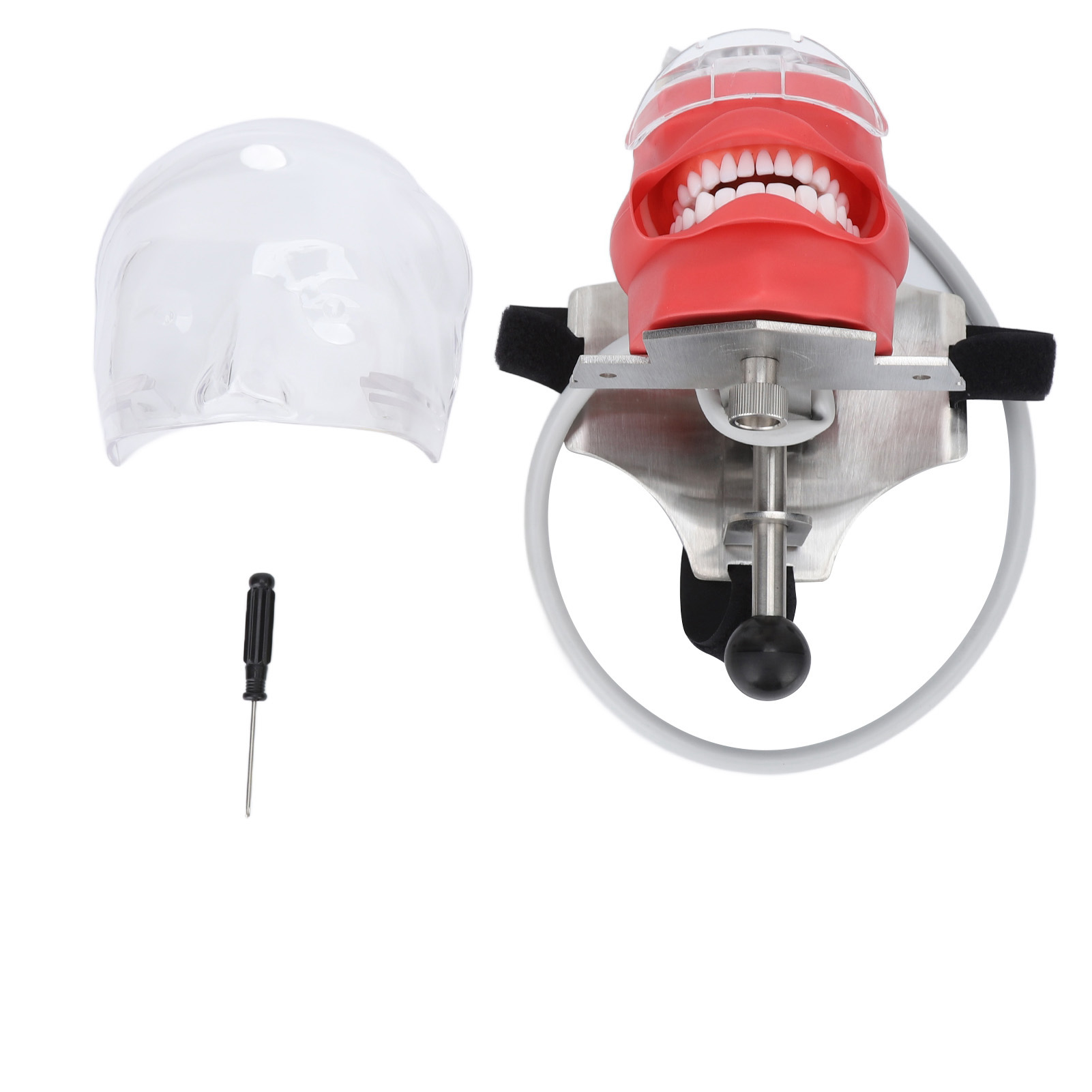 Dental Simulator Mannequin Removable Teeth Dental Head Model for Dental ...